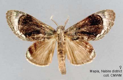 Papua Insects Foundation (Lepidoptera/Notodontidae/Syntypistis ...